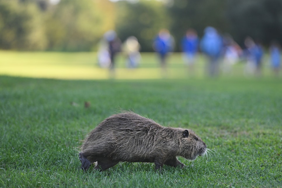 Rules Review: My ball lies on some dirt an animal dug up while making a ...